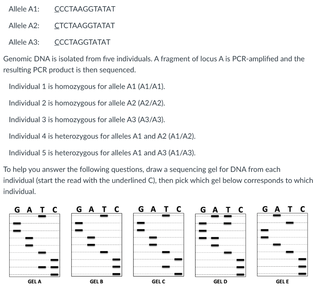 Solved Three alleles exist at locus A in humans: A1, A2 and | Chegg.com