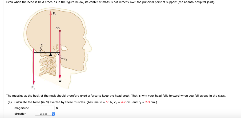 Solved Even when the head is held erect, as in the figure | Chegg.com