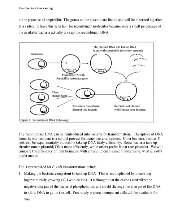 Solved CLONING GENES in BACTERIA In this Experiment, you | Chegg.com