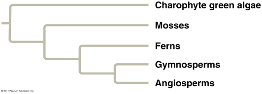 Solved A) Name 3 organisms that form a monophyletic group | Chegg.com Solved A) Name 3 organisms that form a monophyletic group | Chegg.com