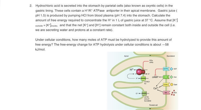 Solved 2. Hydrochloric acid is secreted into the stomach by | Chegg.com