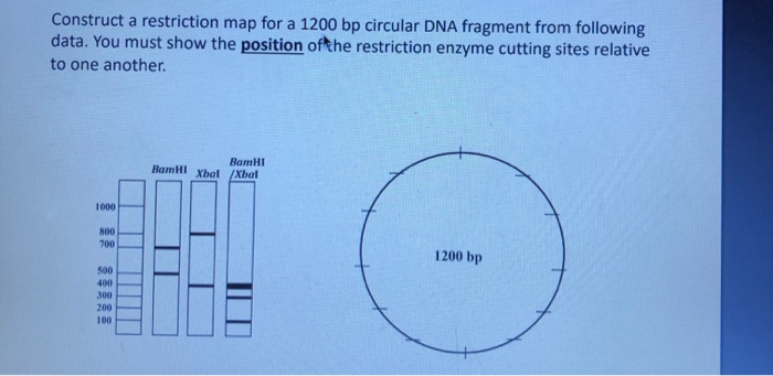 Solved Construct a restriction map for a 1200 bp circular | Chegg.com