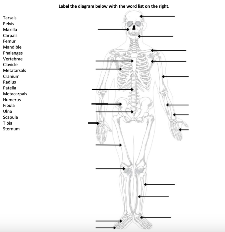 Solved Label the diagram below with the word list on the | Chegg.com