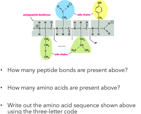 Solved OH os с polypeptide backbone side chains CH, CH н но | Chegg.com