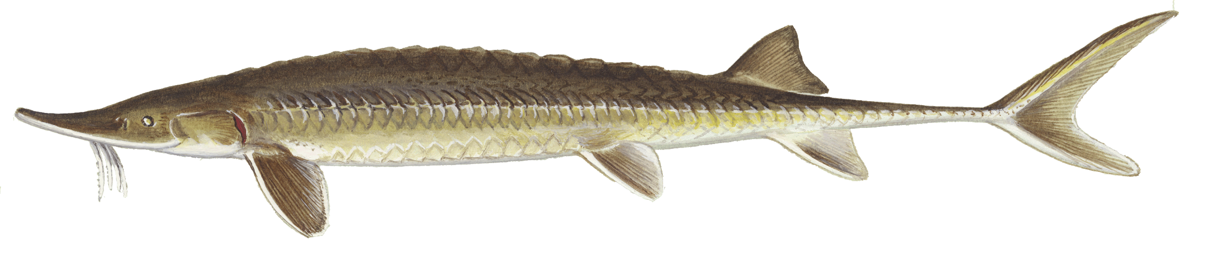 Solved DirectionsTo begin, examine the general | Chegg.com