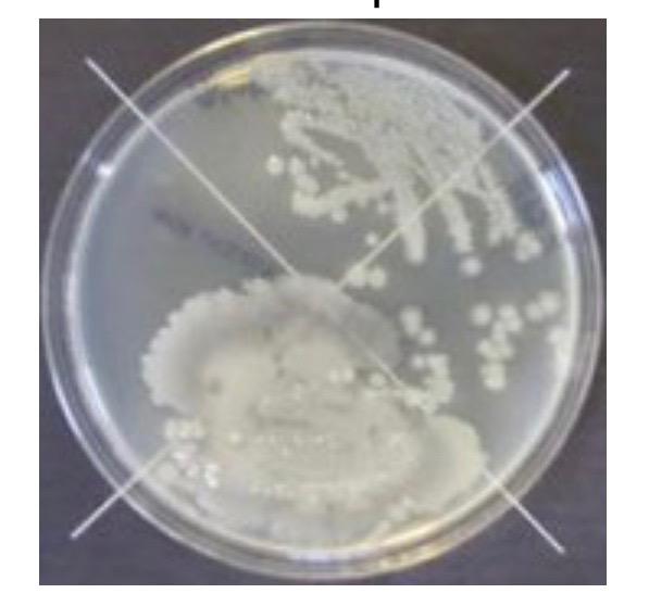 Solved 10. which streak plate has a pure culture? A. B B. | Chegg.com