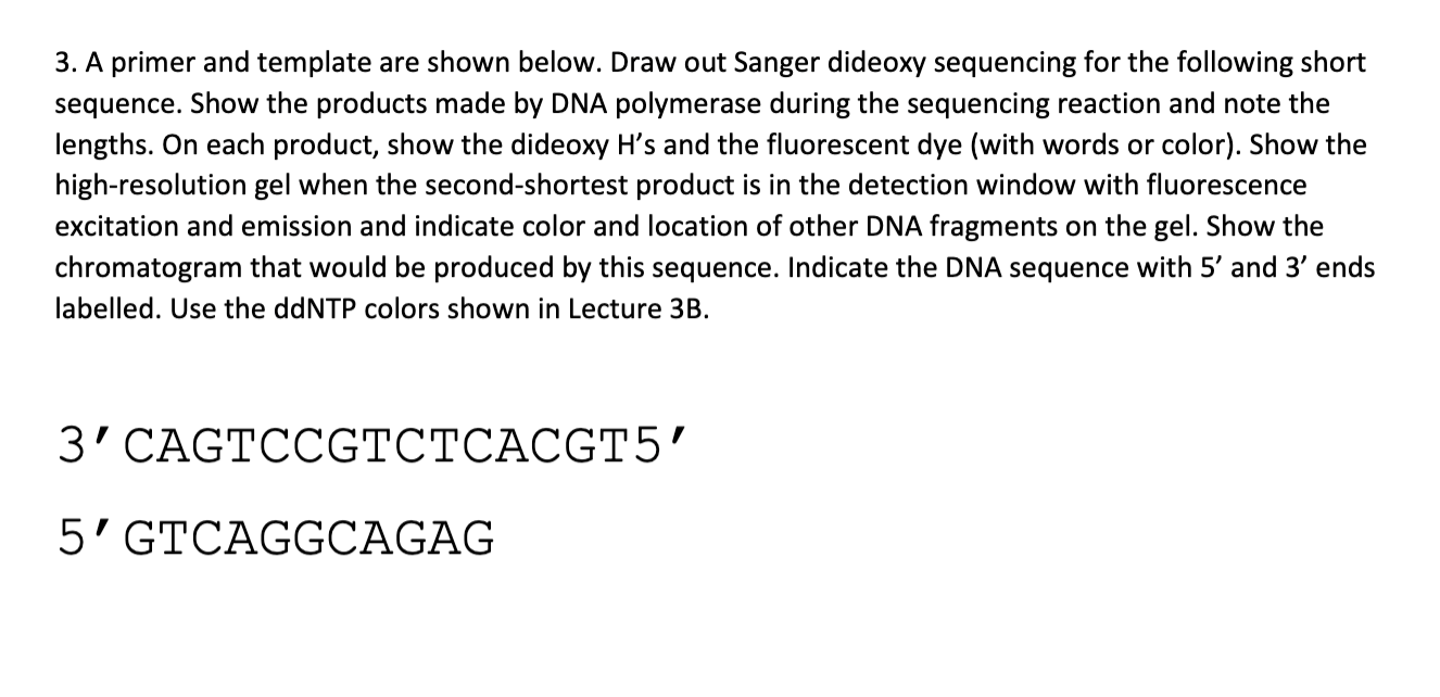Solved 3. A primer and template are shown below. Draw out | Chegg.com