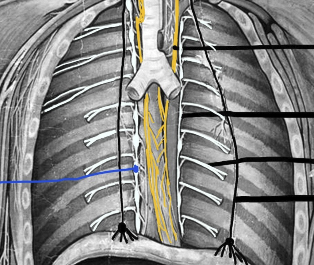 Solved 1. The structure indicated by the blue dot (above) | Chegg.com