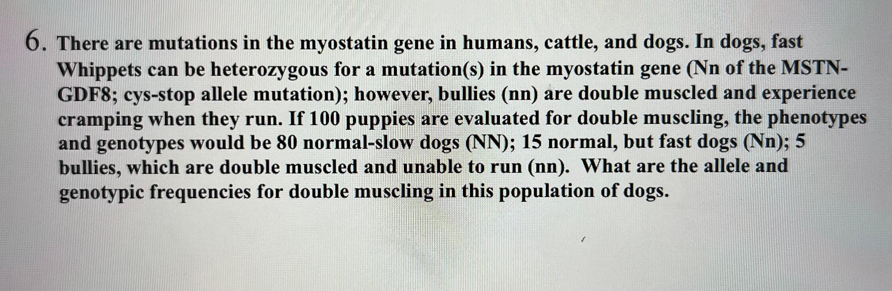 6. There are mutations in the myostatin gene in | Chegg.com