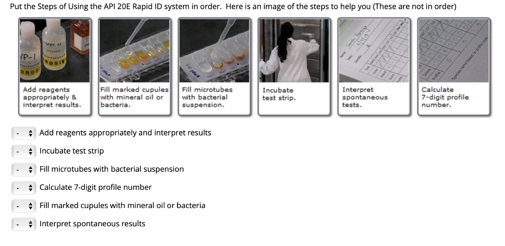 Solved Put the Steps of Using the APl 20E Rapid ID system in | Chegg.com