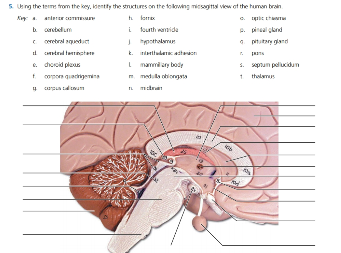Solved 5. Using the terms from the key, identify the | Chegg.com