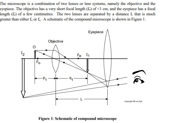 Solved he microscope is a combination of two lenses or lens | Chegg.com