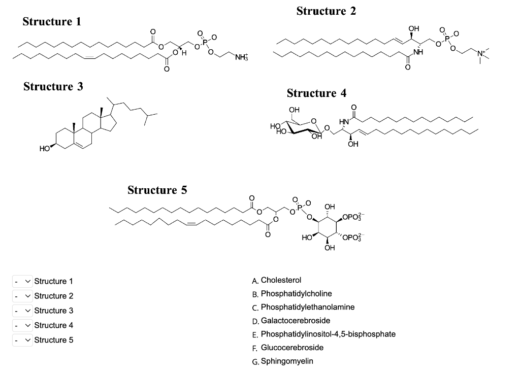 Solved Structure 1 Structure 2 Structure 3 Structure 4 | Chegg.com