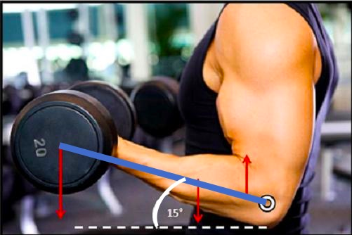 Solved The following figure represents a bicep curl | Chegg.com
