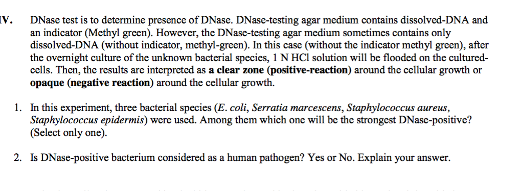 Solved IV. DNase test is to determine presence of DNase. | Chegg.com