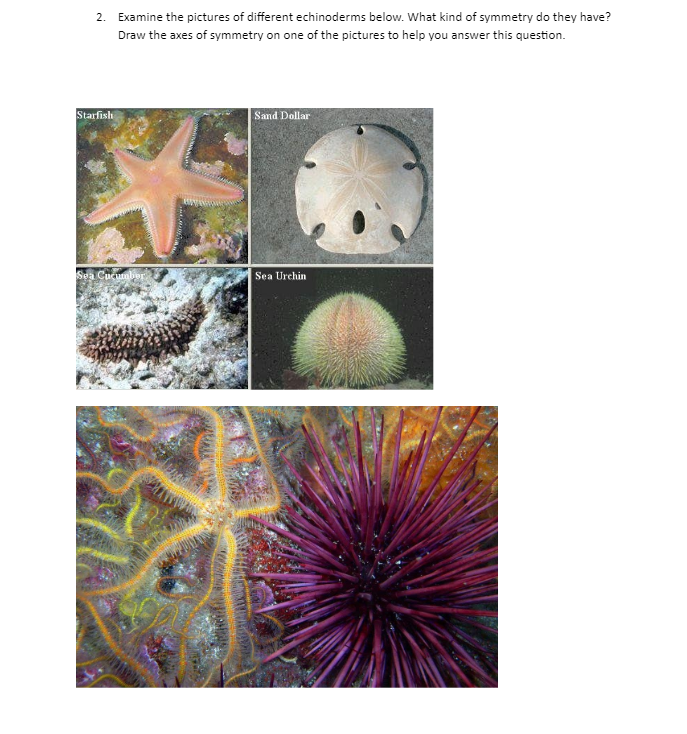 Solved 2. Examine the pictures of different echinoderms | Chegg.com