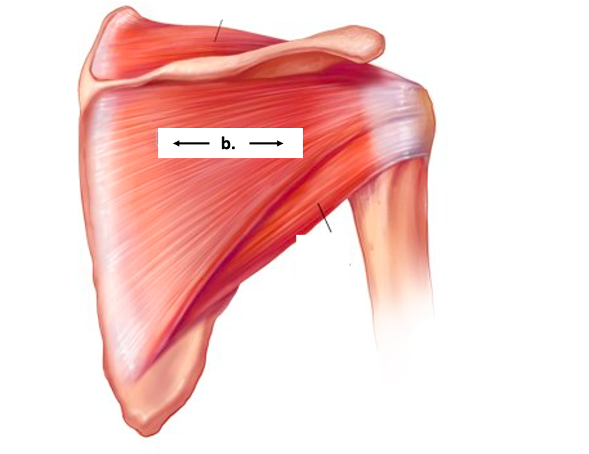 Solved b. | Chegg.com