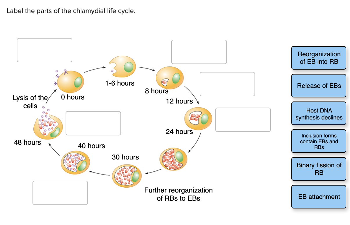 Solved Label the parts of the chlamydial life cycle. | Chegg.com