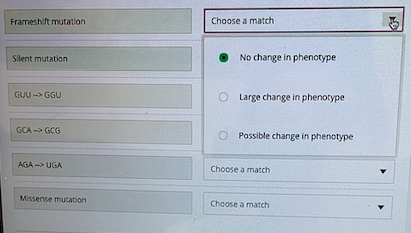 Solved Frameshift mutation Choose a match 5 Silent mutation | Chegg.com