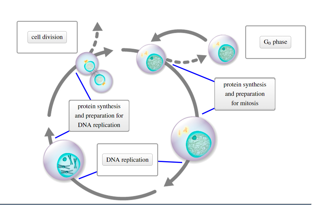 Solved cell division protein synthesis and preparation for | Chegg.com