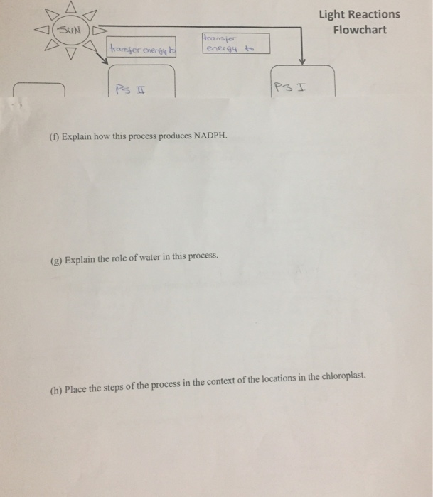 Solved Light Reactions Flowchart 1SuN tra raster ener Ps耳 | Chegg.com