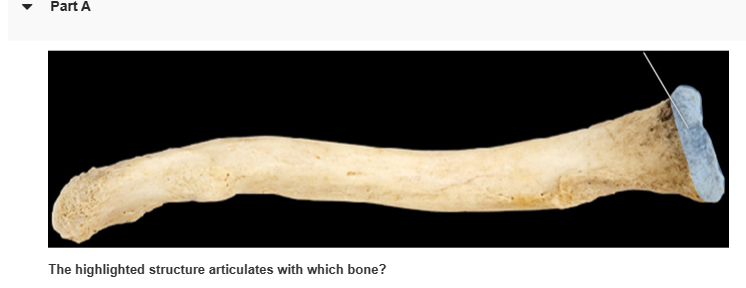 Solved The highlighted structure articulates with which | Chegg.com