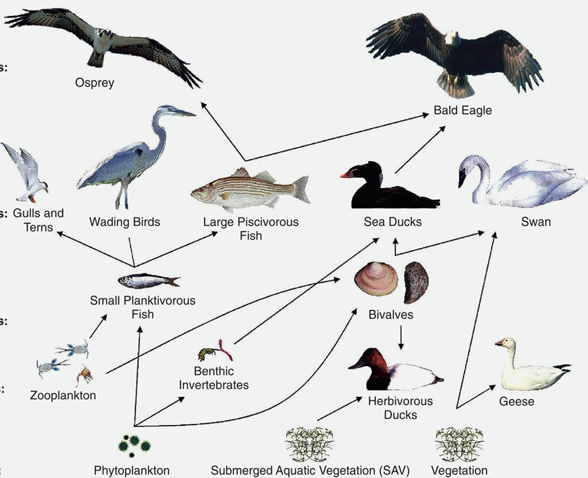 Solved If Wading Birds hunt Small Planktivorous Fish but | Chegg.com