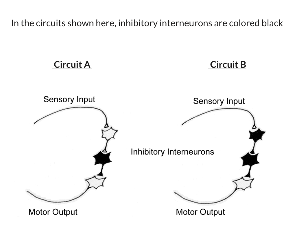 Solved In the circuits shown here, inhibitory interneurons | Chegg.com