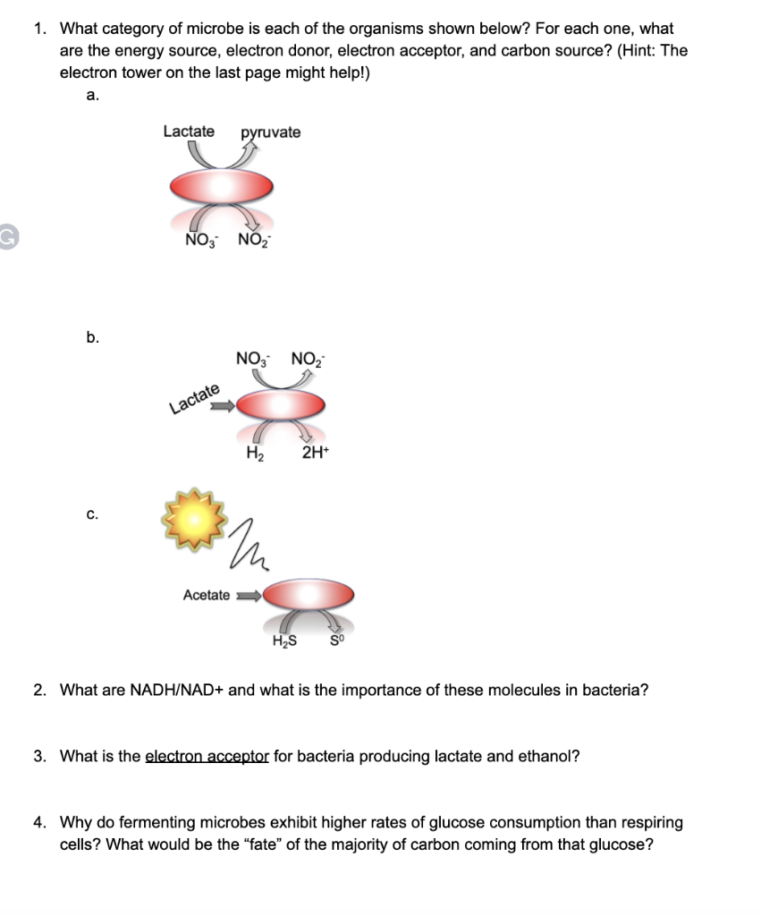Solved What category of microbe is each of the organisms | Chegg.com
