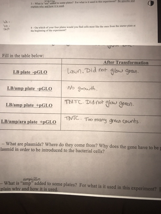 Solved Please help with question 4. This is the pGLO lab. I | Chegg.com