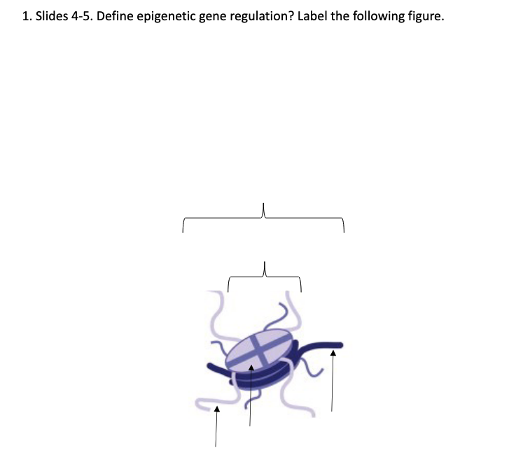 Solved 1. Slides 4-5. Define epigenetic gene regulation? | Chegg.com