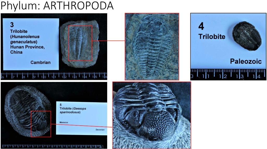 Solved Phylum: ARTHROPODA 4 3 Trilobite (Hunanolenus | Chegg.com