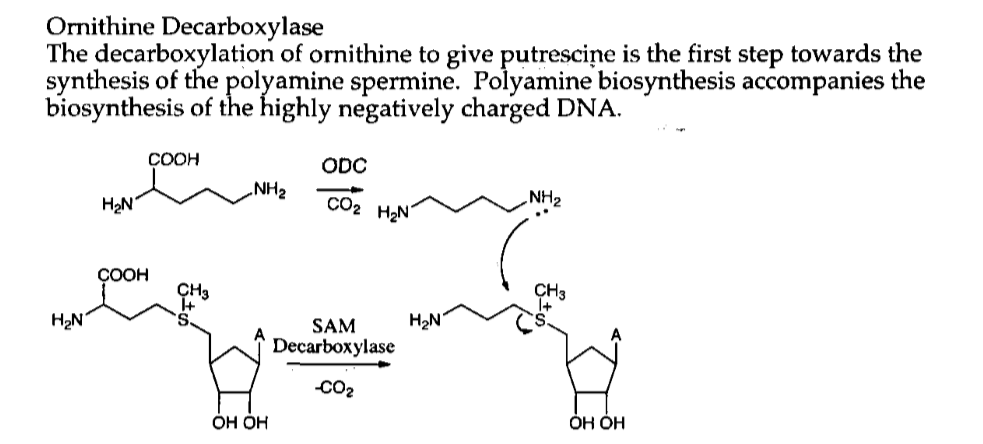Solved Ornithine Decarboxylase The decarboxylation of | Chegg.com