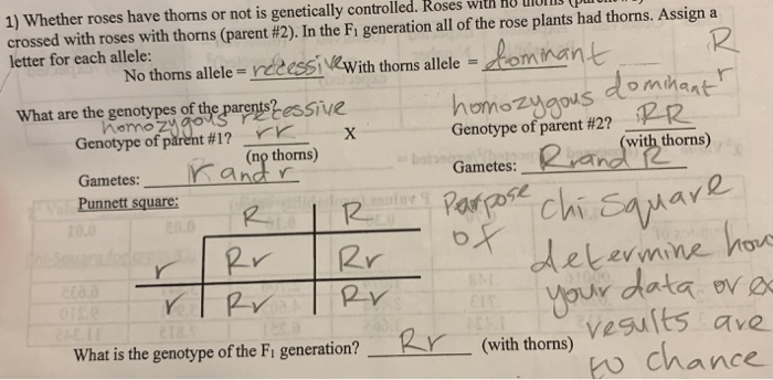 The Fi generation roses were crossed. Genotype of Fi | Chegg.com