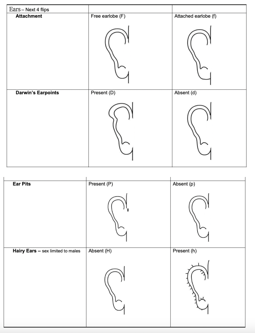 Solved Lab Genetics Let's Make a Baby! Congratulations on | Chegg.com