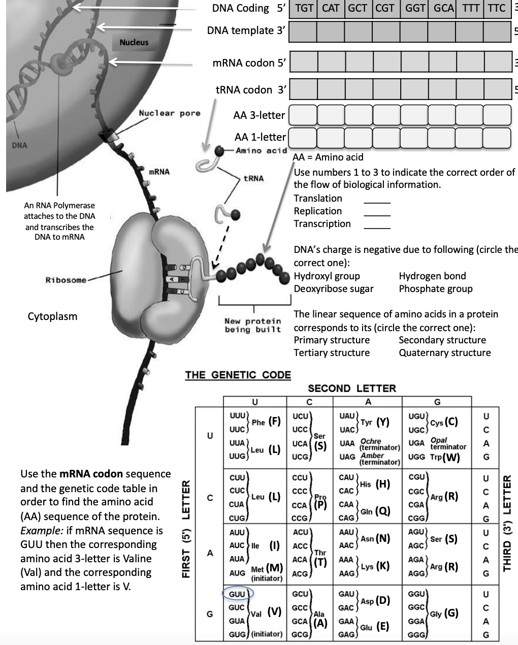Solved DNA Coding 5' | TGT CAT GCT CGT GGT GCA TTT TTC DNA | Chegg.com
