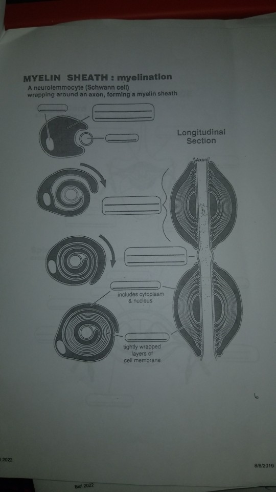 Solved MYELIN SHEATH : myelination A neurolemmocyte (Schwann | Chegg.com