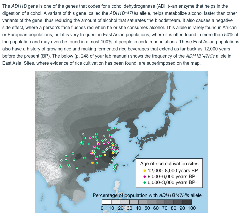 Solved The ADH1B gene is one of the genes that codes for | Chegg.com