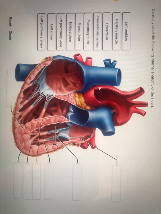 The Anatomy Of The Heart Anatomical Charts And Posters