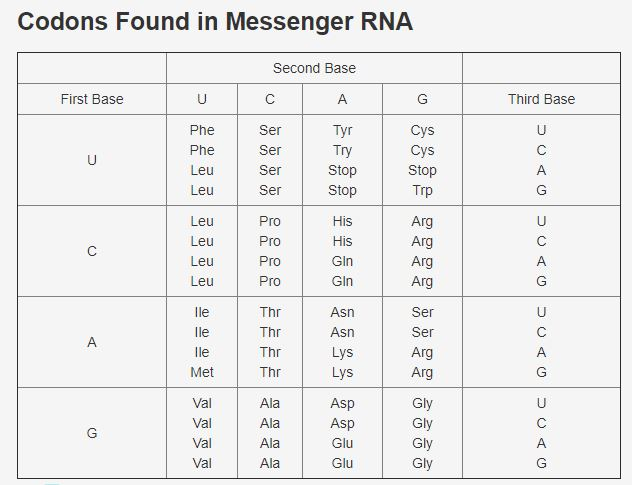 Solved 1.a) There is only one start codon in the genetic | Chegg.com