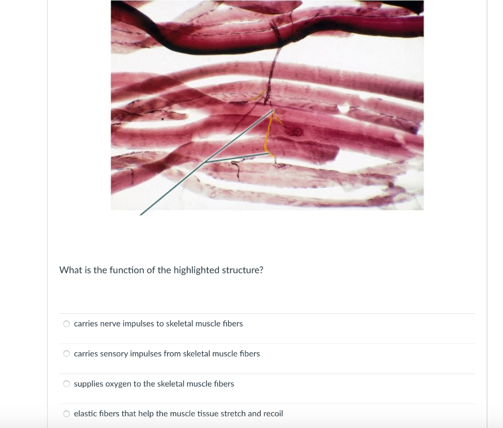 Solved What is the function of the highlighted structure? O | Chegg.com