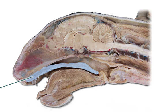 Solved Cat digestive system. Please answer all of them. | Chegg.com