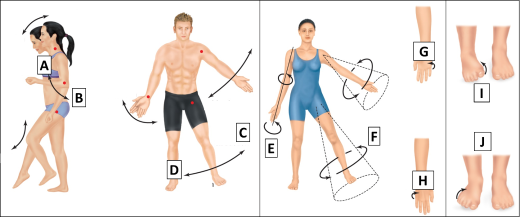 Solved Match the movements to the appropriate names.– | Chegg.com