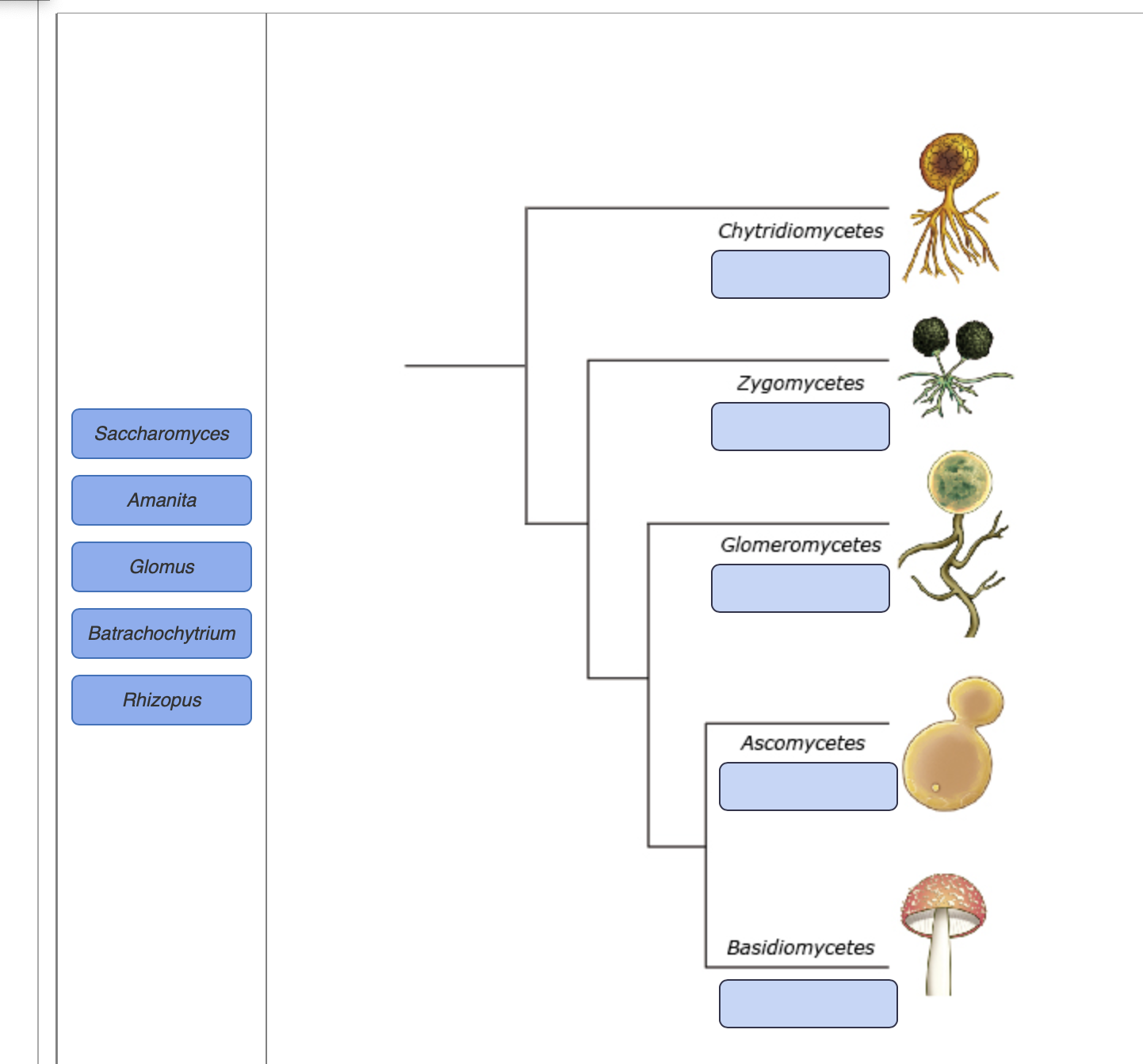 Solved Correctly label a genus belonging to each group | Chegg.com