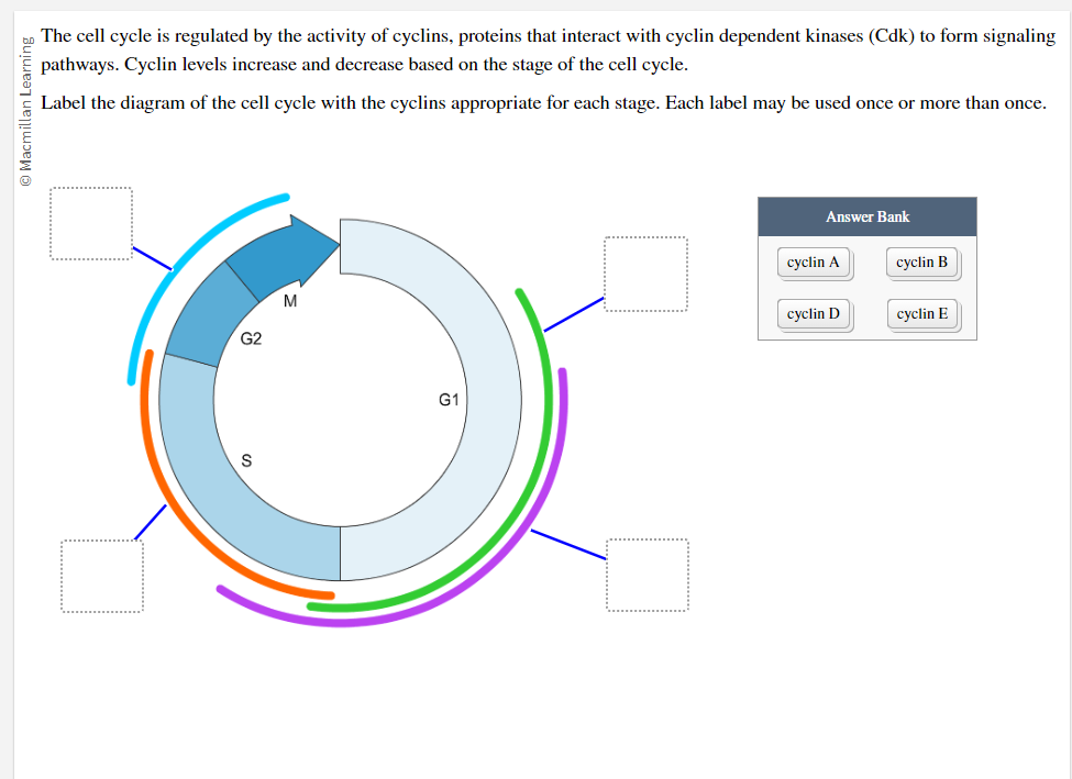 Solved The cell cycle is regulated by the activity of | Chegg.com