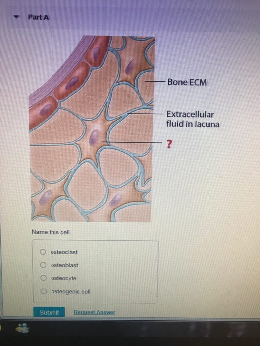Solved Part A Bone ECM Extracellular fluid in lacuna Name | Chegg.com