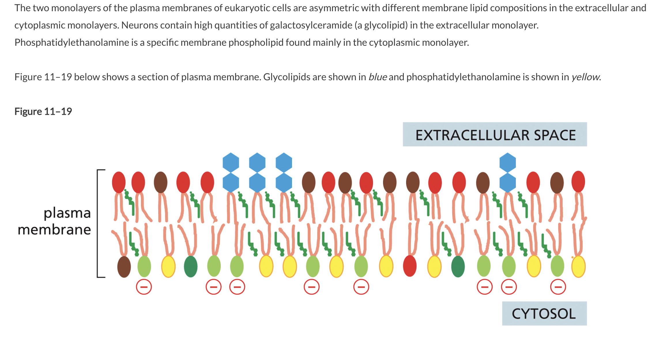 Solved The two monolayers of the plasma membranes of | Chegg.com
