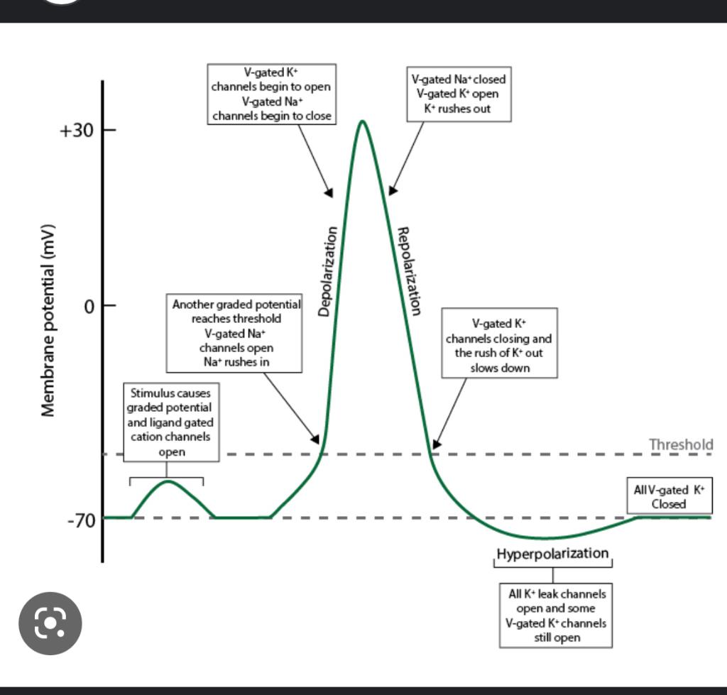 Solved Kindly explain action potential, depolarization, | Chegg.com