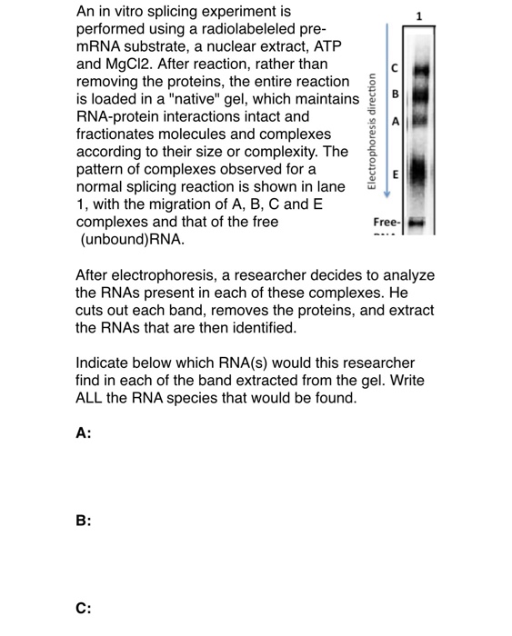 Solved An in vitro splicing experiment is performed using a | Chegg.com