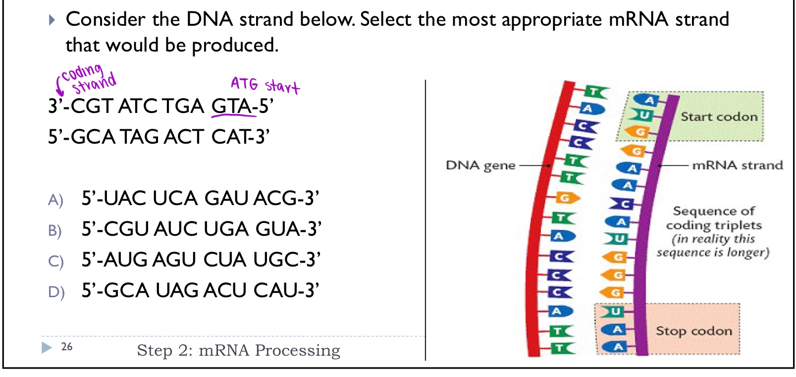 Mrna Strand